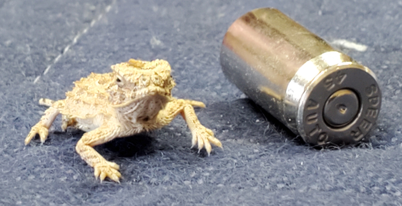 Once Fired Brass | Gun Parts | Smith Werder